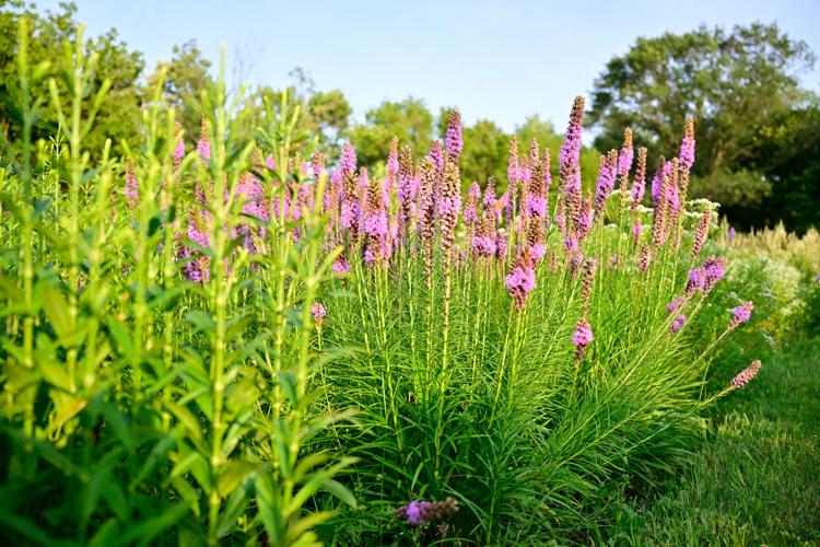 Tour idea gardens, pollinator plants and Lancaster County's top flowers ...