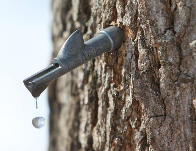 Maple sugar 'harvest' demonstrated by naturalists at Lancaster County ...