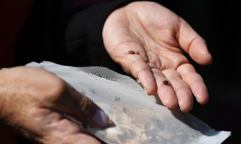 Ladybugs released in honor of Earth Day [photos] | Home & Garden ...