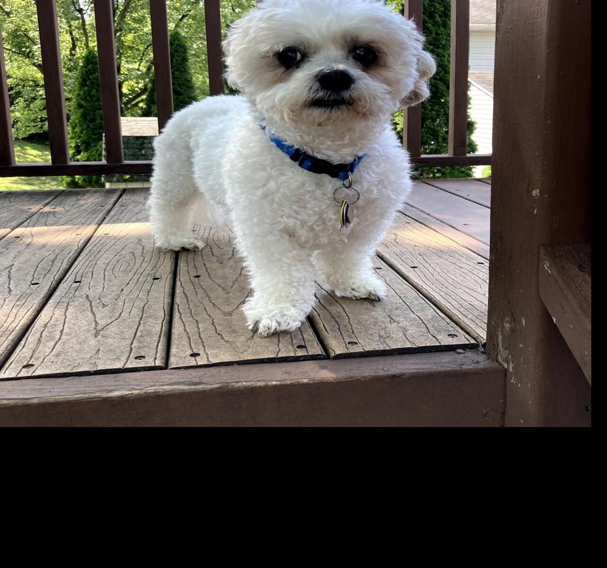 Falling in love with foster dogs on Isabel Klee's TikTok reminded me ...