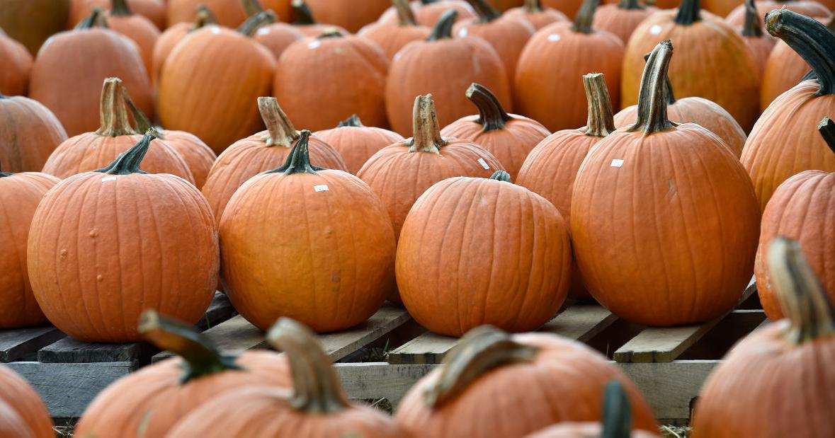 7 ways to celebrate fall in Lancaster County | Life & Culture ...