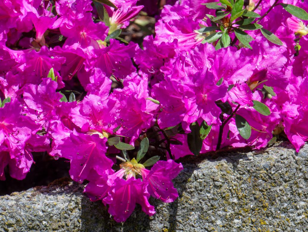 Here's how 5 generations turned a Gap farm into an azalea oasis [photos ...