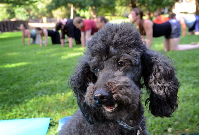 'Budo Dog' inspires Budokon classes in Buchanan Park | Lifestyle ...