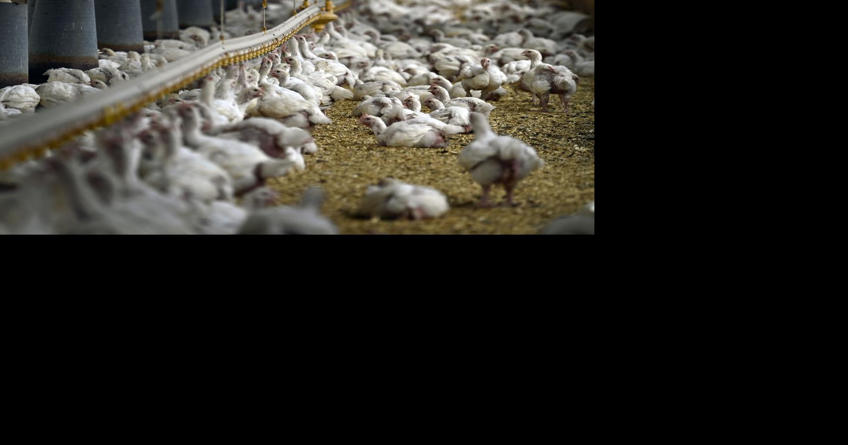 Here's how Pa. is handling the latest outbreak of bird flu in Lancaster ...