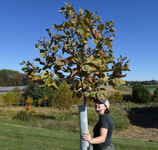 Conservation Improvements at Eckman Acres Farm in Peach Bottom [photos ...