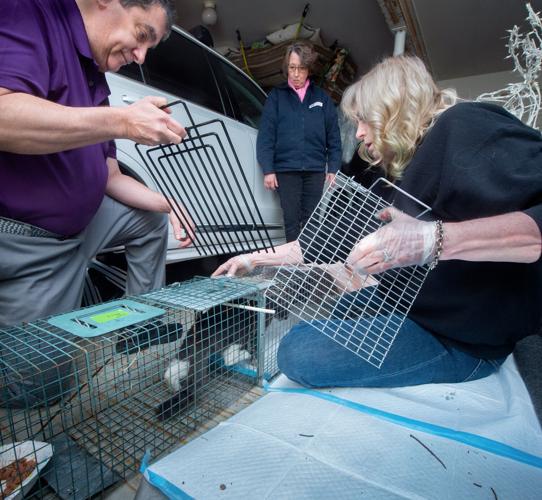 Columbia Cat Action Team holds cats before spaying and neutering ...