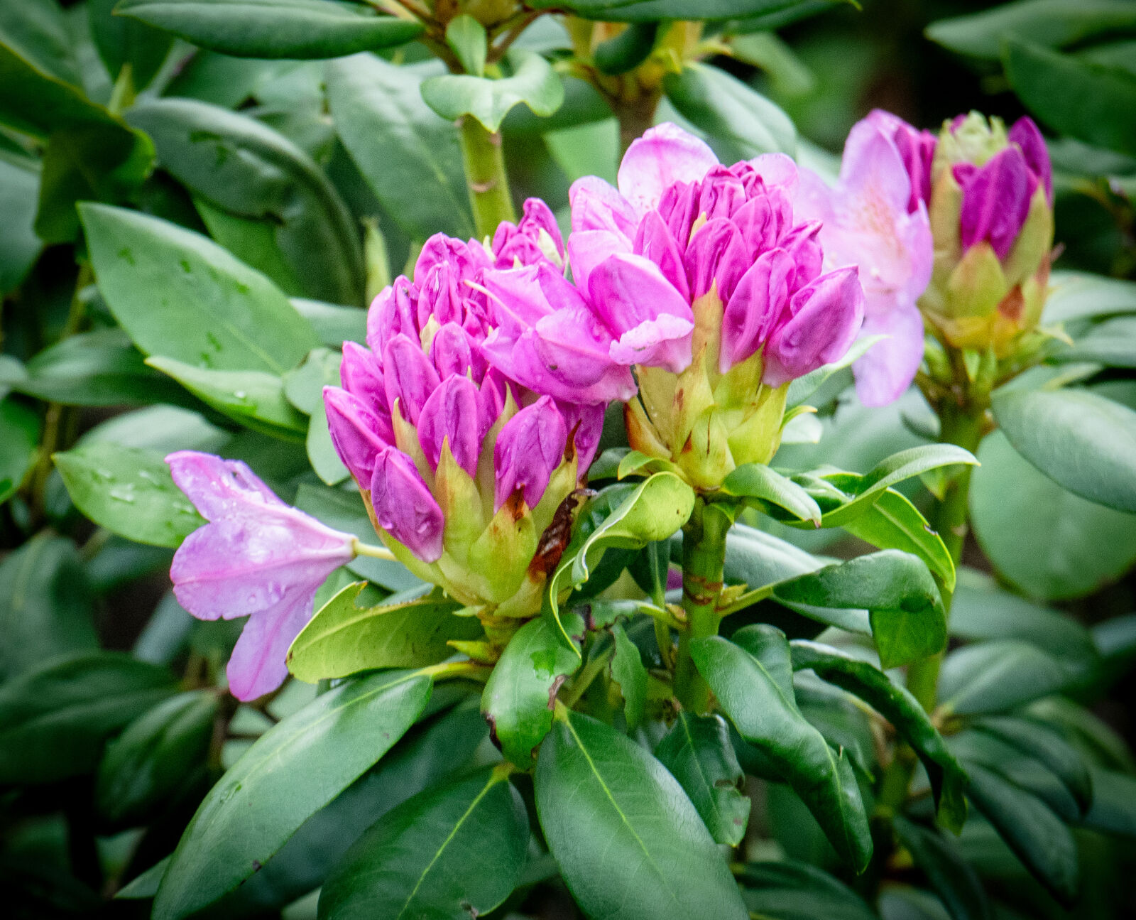 Here's how 5 generations turned a Gap farm into an azalea oasis [photos ...