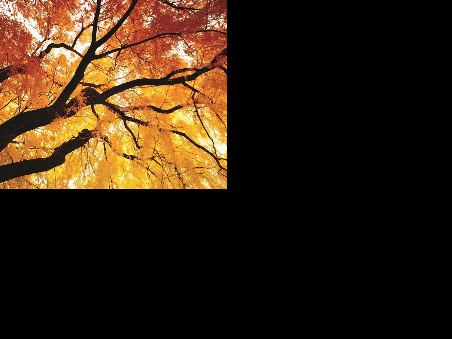 17 super scenic places to see fall foliage in Pennsylvania | Sponsored ...