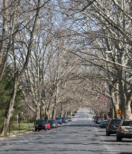 The power of trees in neighborhoods | Outdoors | lancasteronline.com