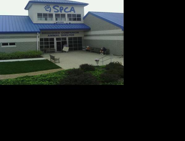 York County SPCA expands role to include treatment of wild mammals and ...