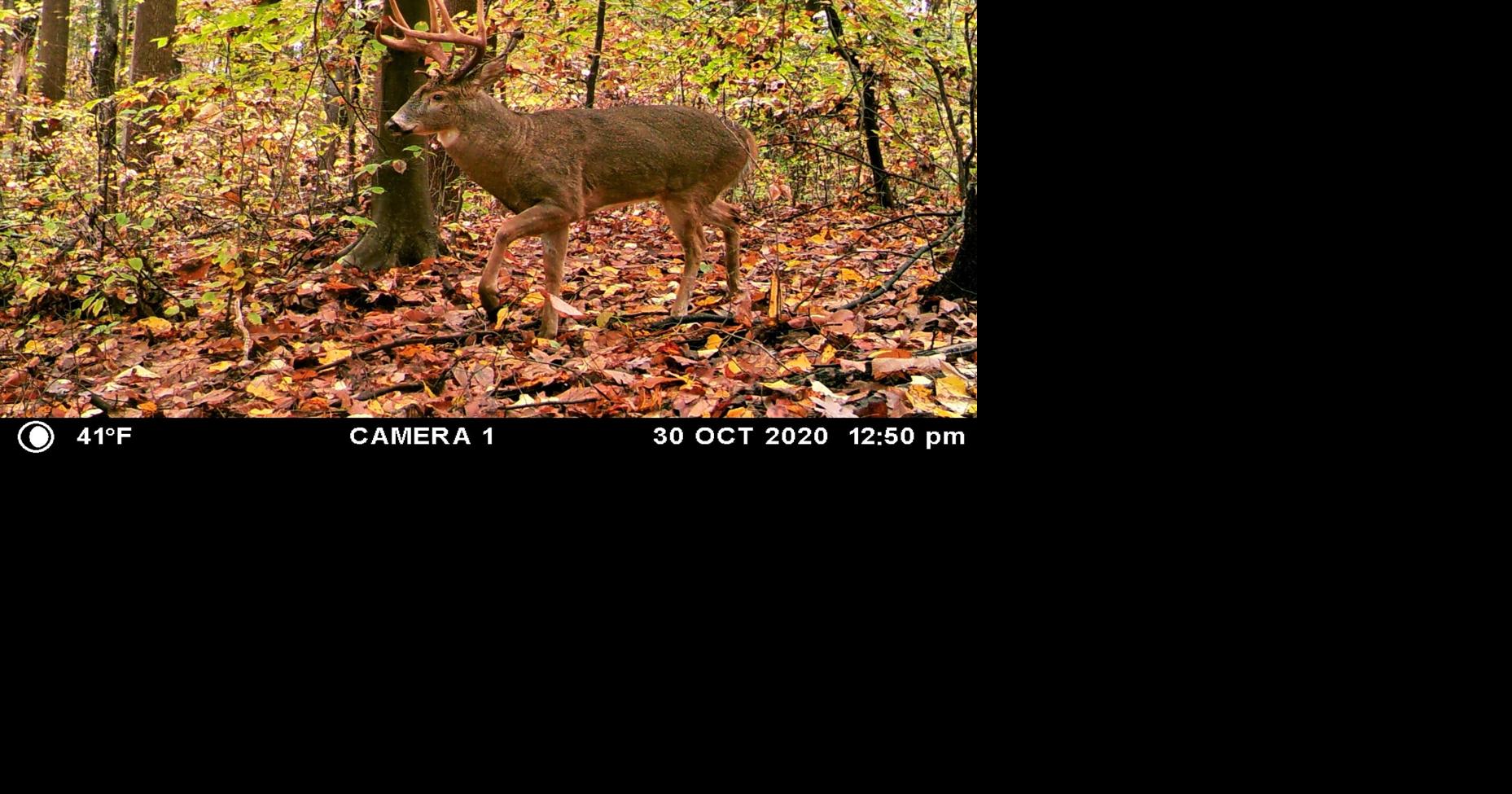 Bowhunting stays popular in Pennsylvania as archery deer season opens ...