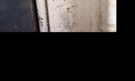 How to: get rid of mold and mildew | Home & Garden | lancasteronline.com
