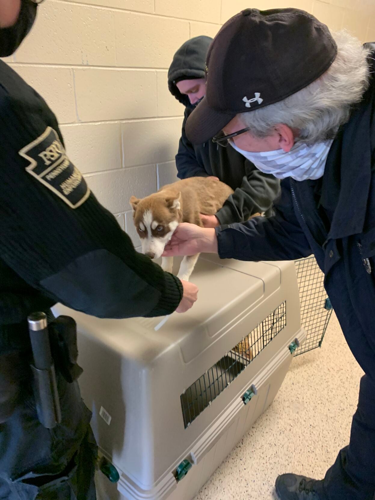 17 dogs rescued from Lancaster County property Wednesday; other dogs ...