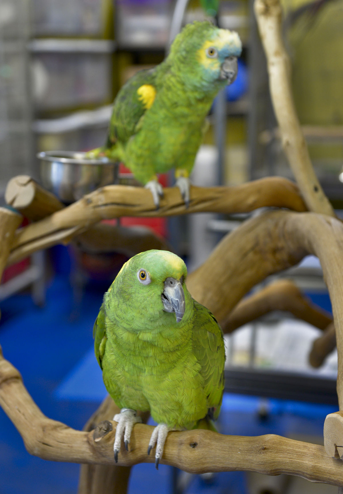Nesting instincts: exotic bird rescue group is looking for a new home ...