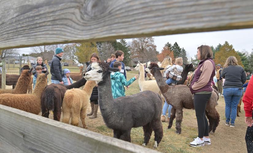 Adventures for all at an alpaca open house in Mount Joy Township ...
