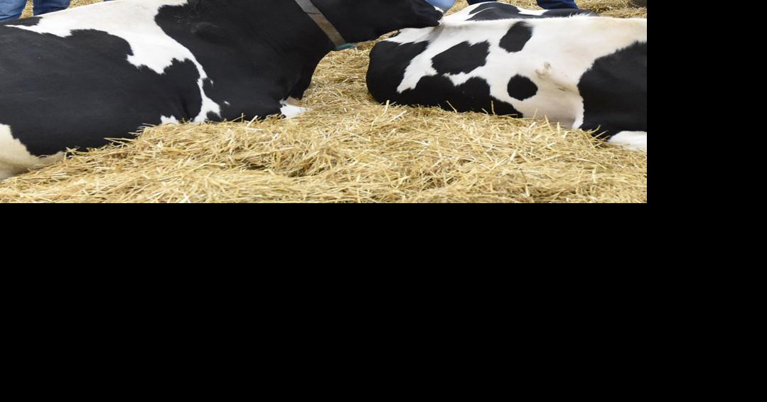Lancaster family farms showcased in Farm Show 'Calving Corner' | Local ...
