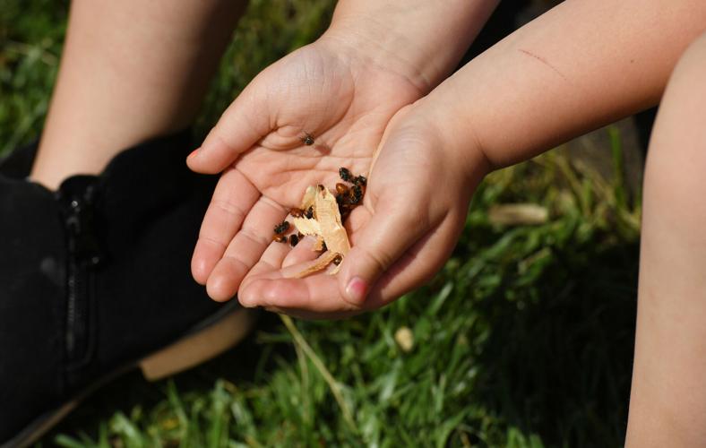 Ladybugs released in honor of Earth Day [photos] | Home & Garden ...