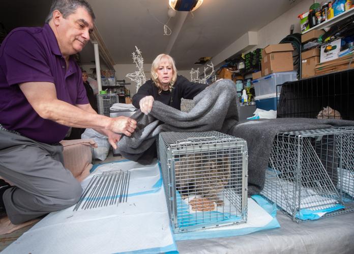 Columbia Cat Action Team holds cats before spaying and neutering ...