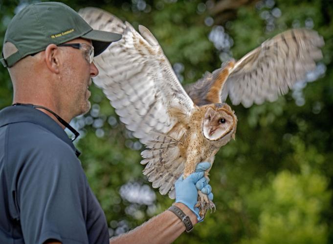 Barn owls banded during event at Leacock Township orchard [photos ...