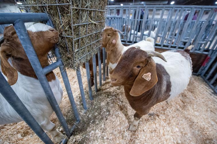 Fun rolls on at the 2024 PA Farm Show [photos] | Local News ...