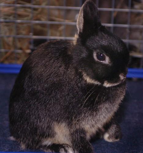 If you re looking for rabbits | Lifestyle | lancasteronline.com