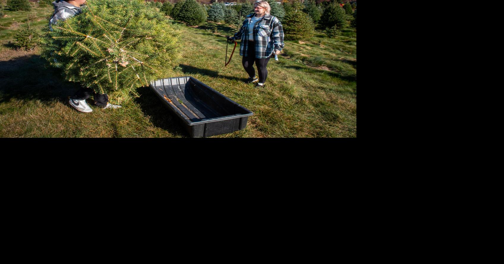 6 places to cut your own Christmas tree in Lancaster County in 2024 ...