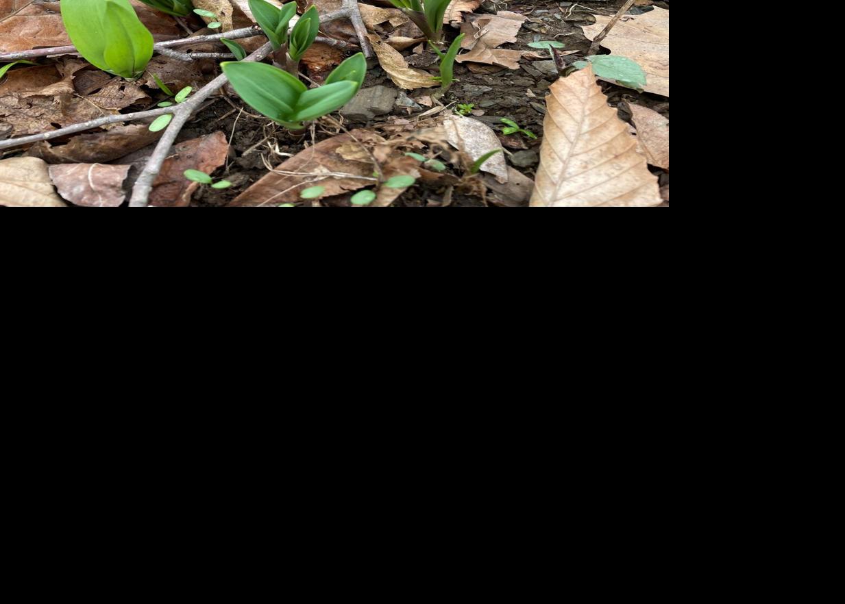 Ramps: how to cook, preserve, grow and harvest this stinky spring ...