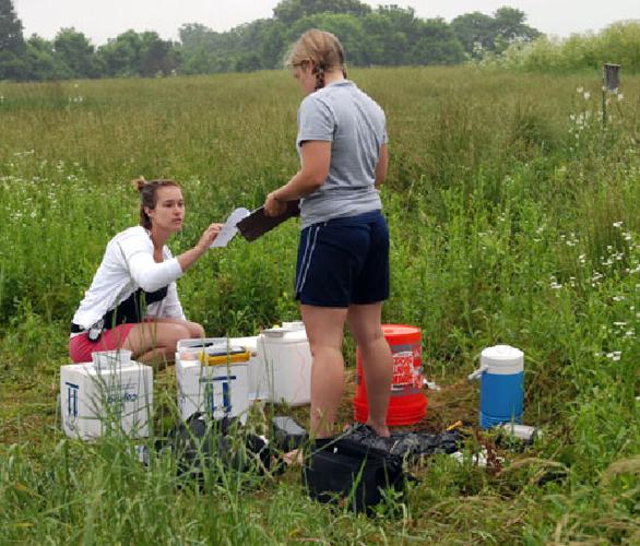 Lessons learned from lowly swallows | News | lancasteronline.com