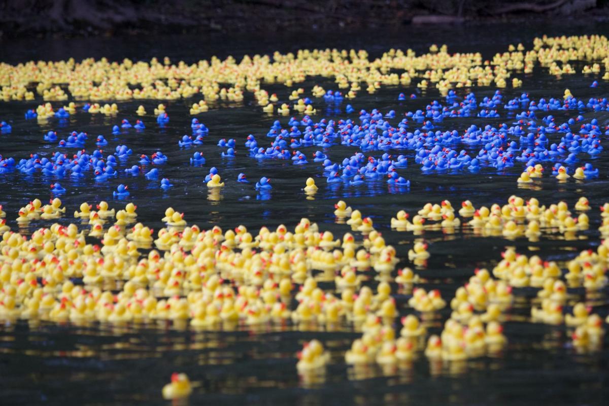 The 31st annual Schreiber Pediatric Rubber Duckie Race aims to raise ...