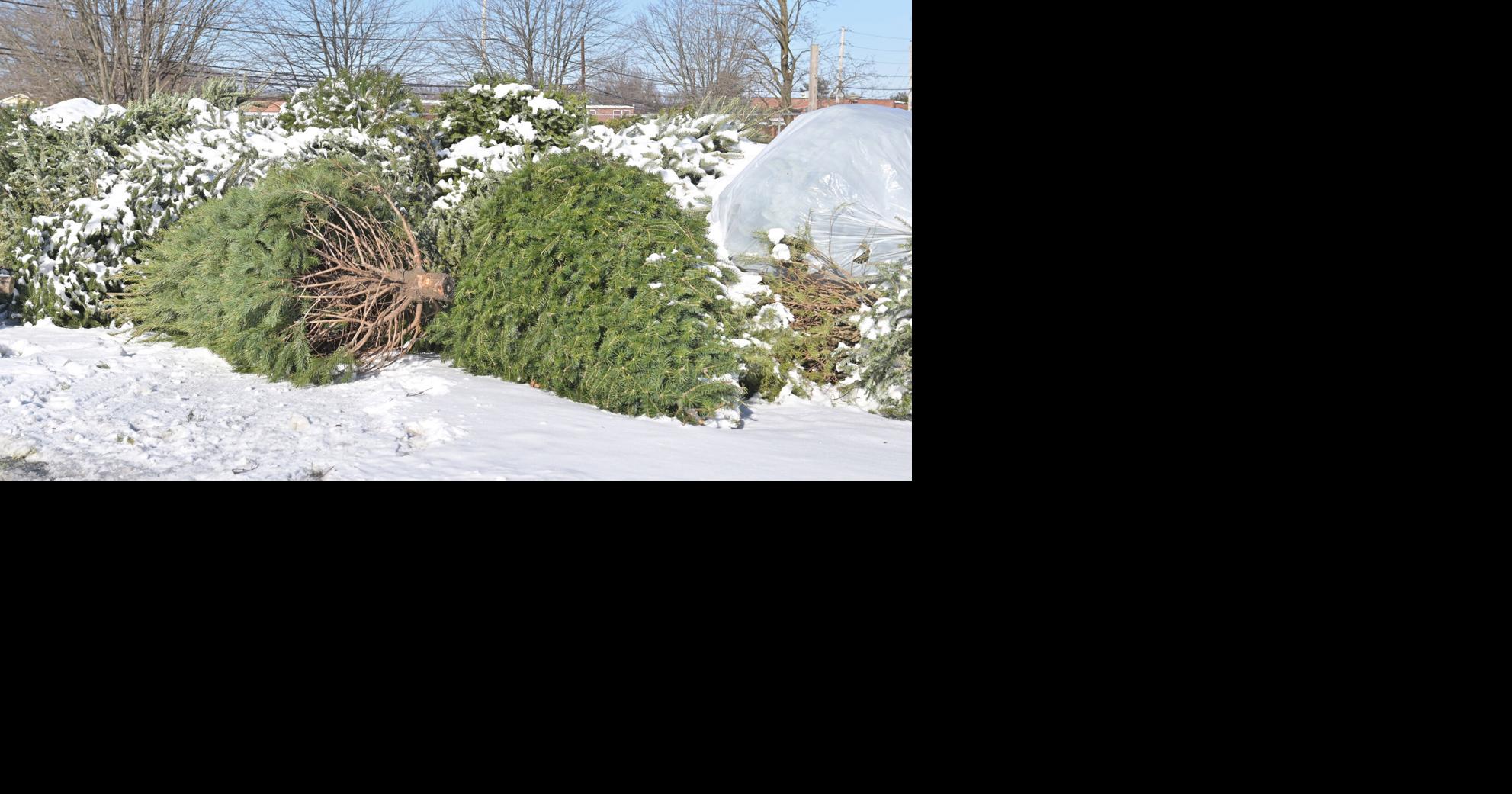 Used Christmas Trees 2.jpg | | lancasteronline.com