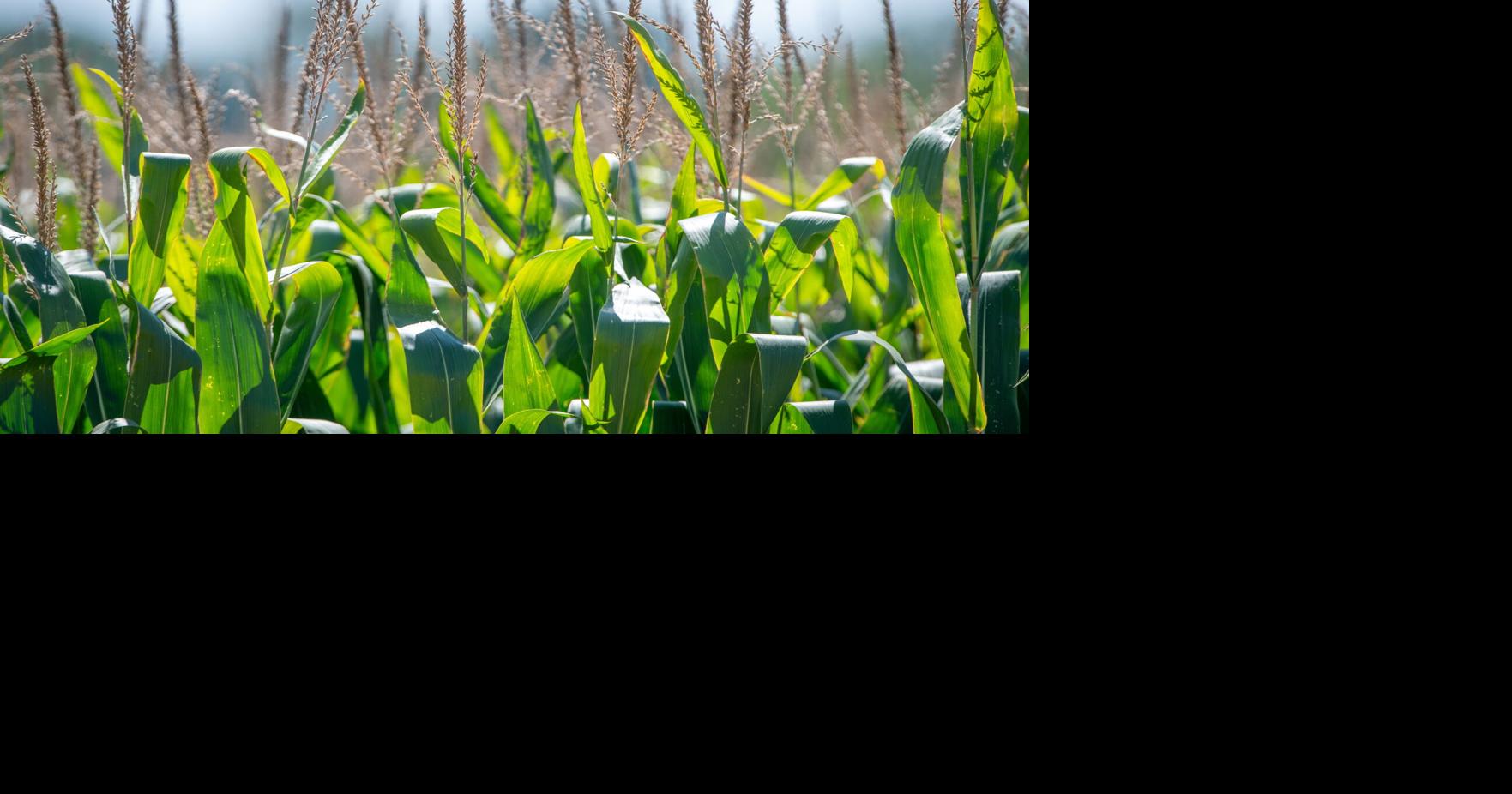 Politics should not divide Pennsylvania farmers [column] | Local Voices ...