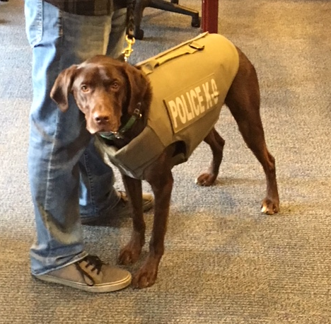 K-9 Bear retires after 2 years with the Lancaster County Drug Task ...