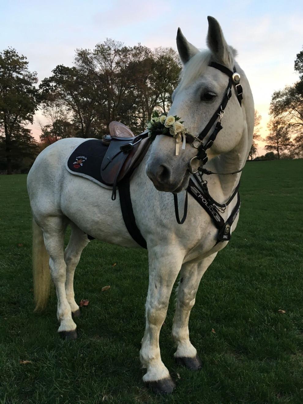 Longtime Lancaster police horse Duke to retire | Local News ...