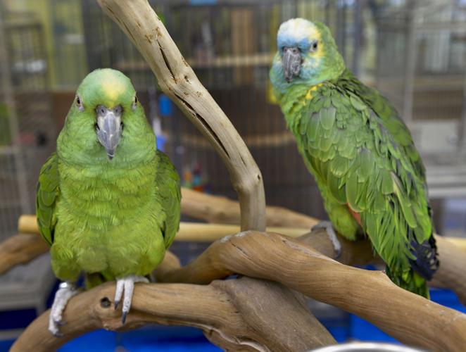 Nesting instincts: exotic bird rescue group is looking for a new home ...