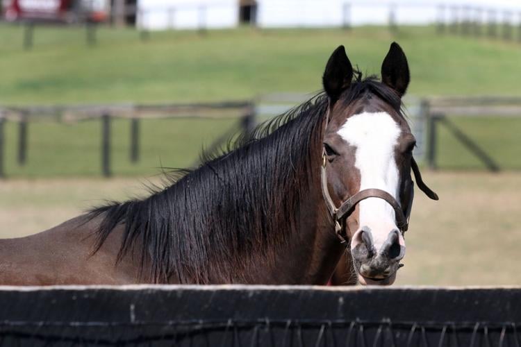 Passion in horse breeding: Thoroughbred operation alive and well at ...