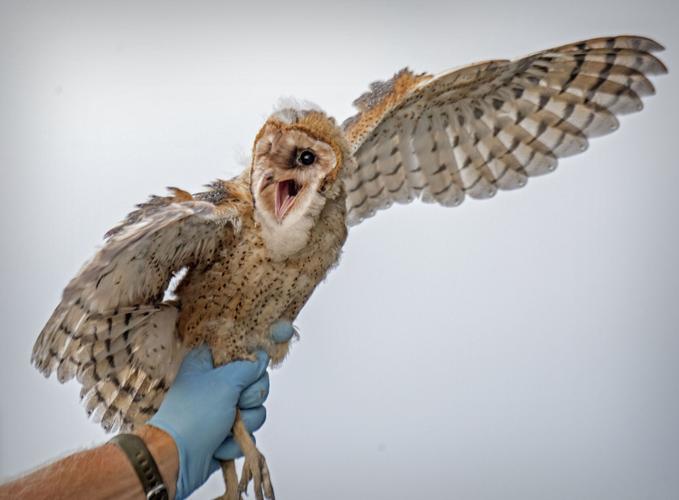 Barn owls banded during event at Leacock Township orchard [photos ...