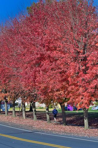 Fall foliage around Lancaster County as October comes to an end [photos ...