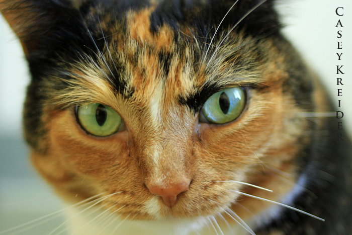 Lacey | Blogs | lancasteronline.com