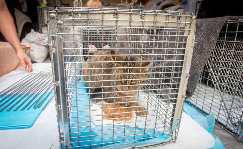 Columbia Cat Action Team holds cats before spaying and neutering ...