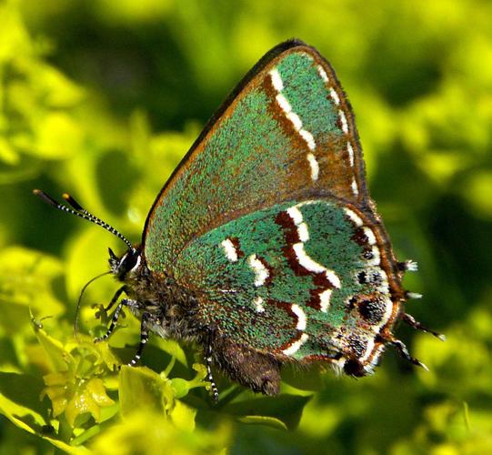 What's happened to Lancaster County's butterflies this summer ...