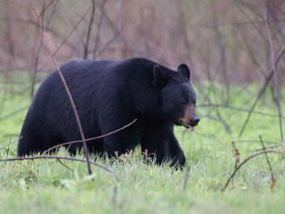 biggest black bear ever