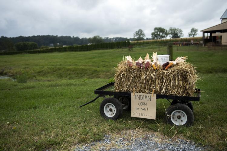 Biking through Lancaster County's farmland [photos] | Local News ...