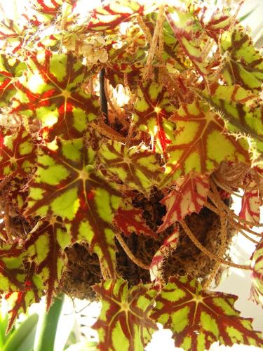 Fancy foliage and family | Lifestyle | lancasteronline.com