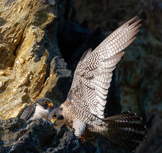 Rare peregrine falcons nesting along the Susquehanna [photos ...