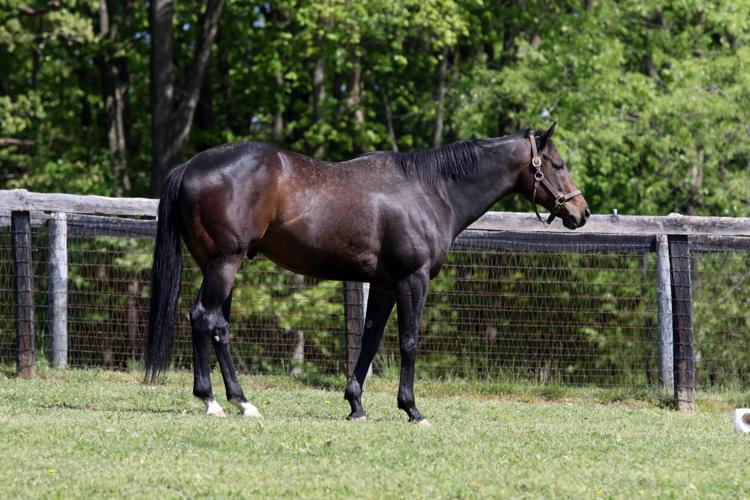 Passion in horse breeding: Thoroughbred operation alive and well at ...