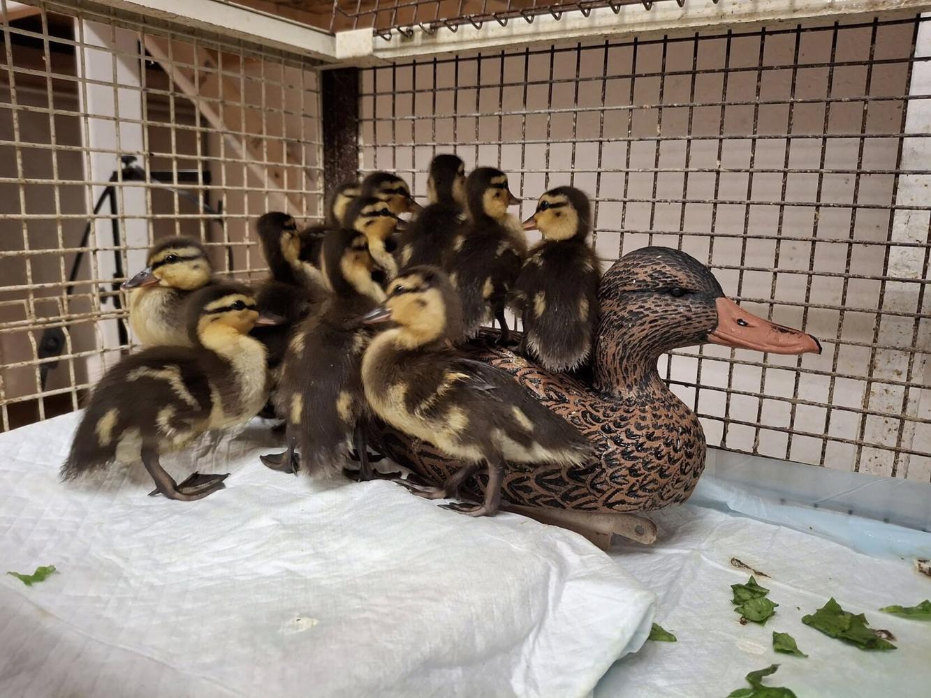 'Surrounded by love:' Lancaster County moms recount the ways they've ...