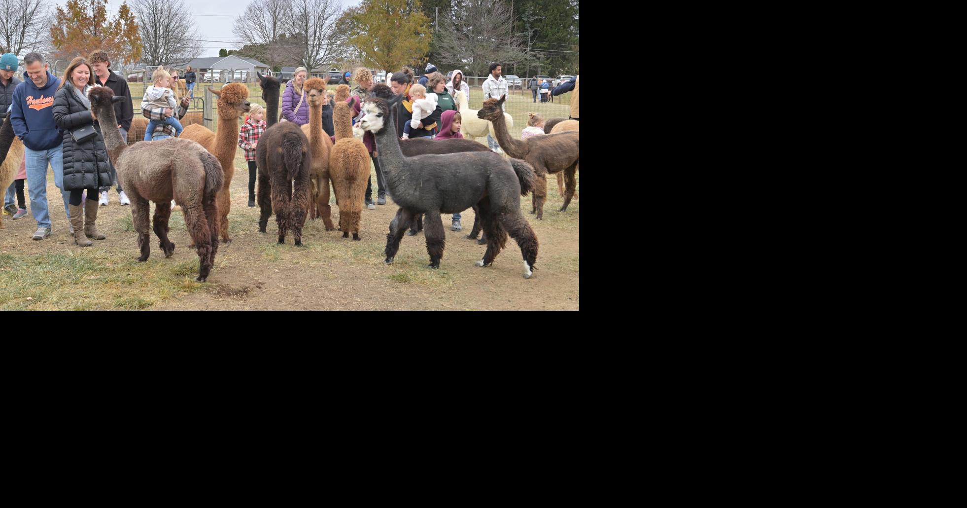 7 events in Lancaster County this weekend, from alpaca open house to ...