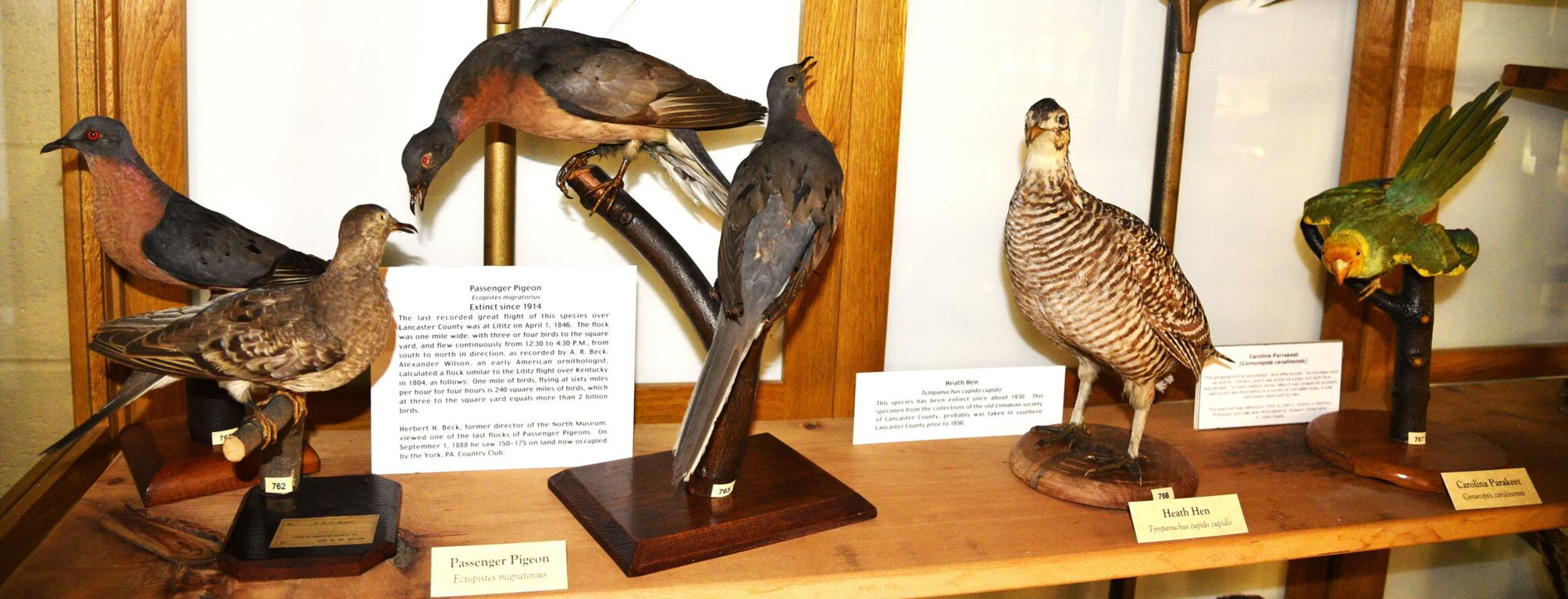 North Museum’s bird collection thanks to generations of amateur ...