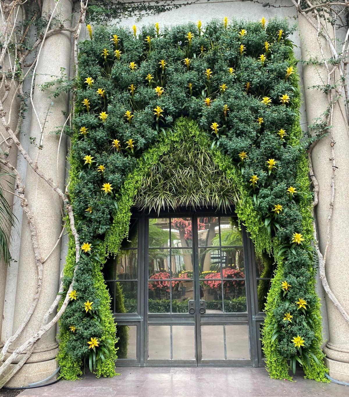 Longwood Gardens' chrysanthemum show has the world's 2nd-largest mum ...