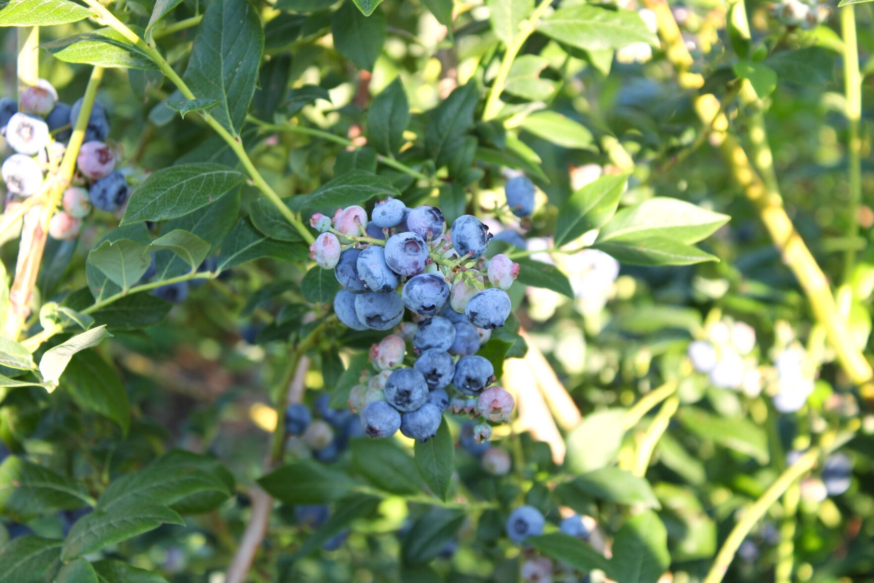 Here are 3 farms in, around Lancaster County where you can pick your ...